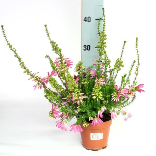 HORISBERGER Yvorne SA, Label Suisse de la belle plante vivante