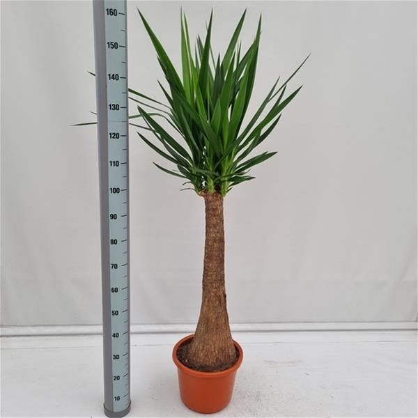 Plantes vertes, De nos serres à Yvorne : HORISBERGER Yvorne SA